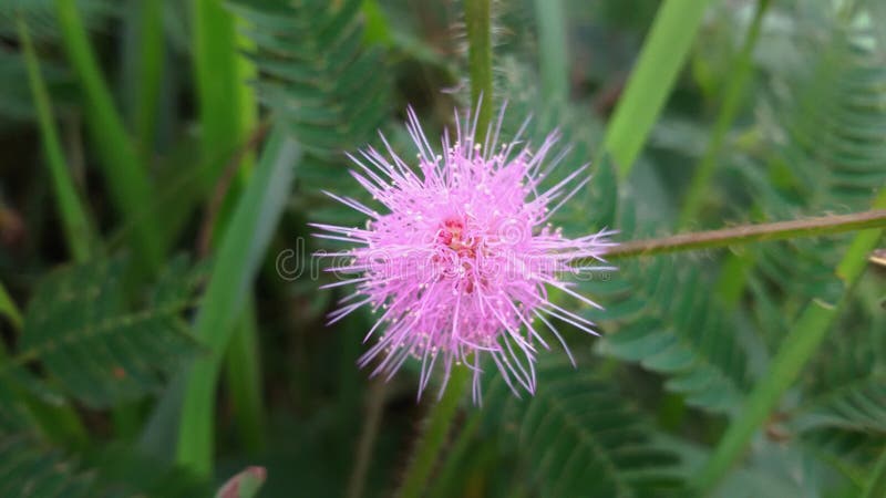 Sensitive plants stock image. Image of plant, thistle - 43275449