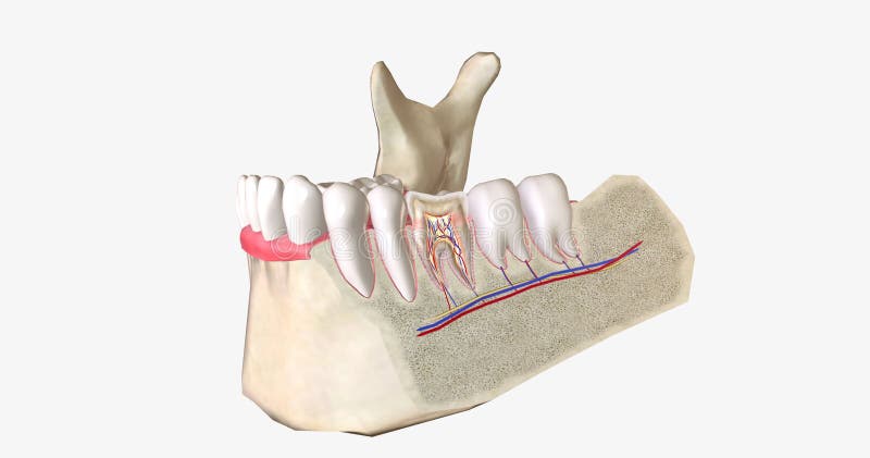 Sensitive Teeth is a Common Dental Condition Characterized by Sharp ...
