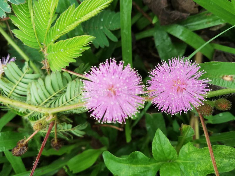 A Sensitive Tree with Flower Stock Photo - Image of lilac, produce ...