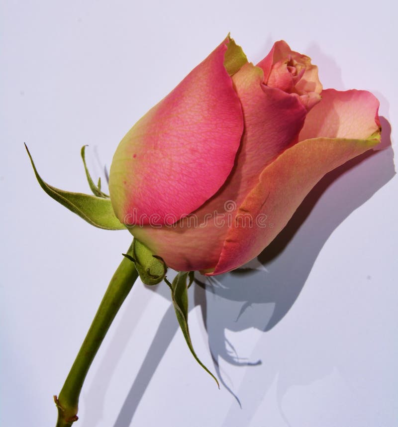 Sensitiveness Symbol, Close-up Stock Image - Image of heart, amazing ...