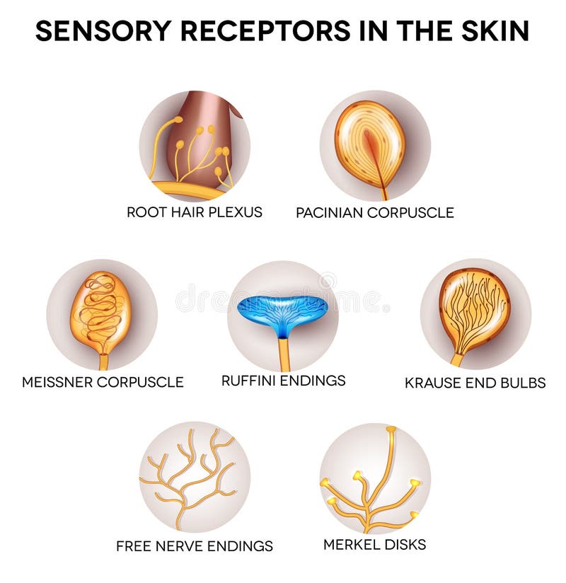 Sensoriska Receptors I Huden Vektor Illustrationer - Illustration av ...