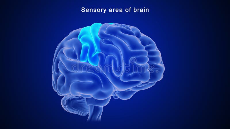 Somatosensory Association Cortex