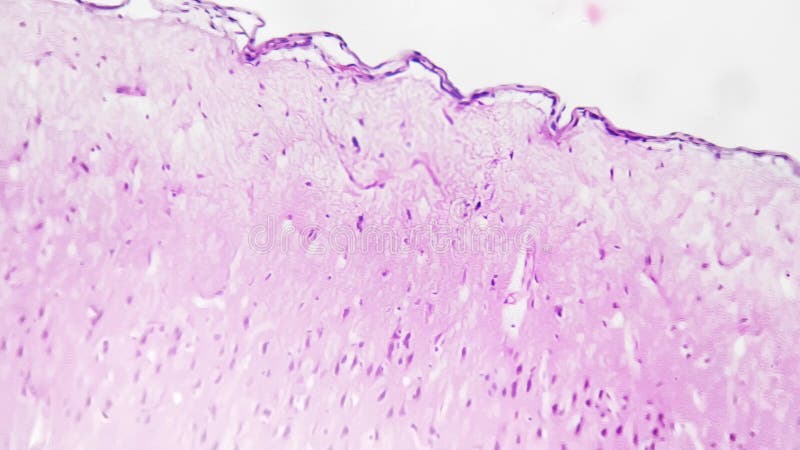 Sensory Cortex in Section of Human Magnified in 200 Times Under ...