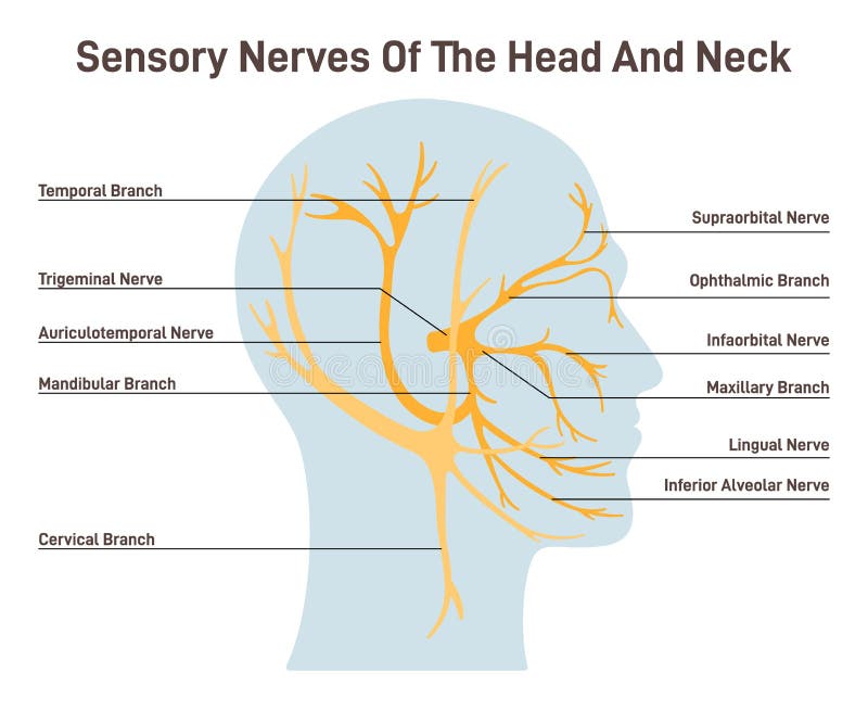 Sensory Nerves of the Head and Neck. Neural Coverage of Human Head ...
