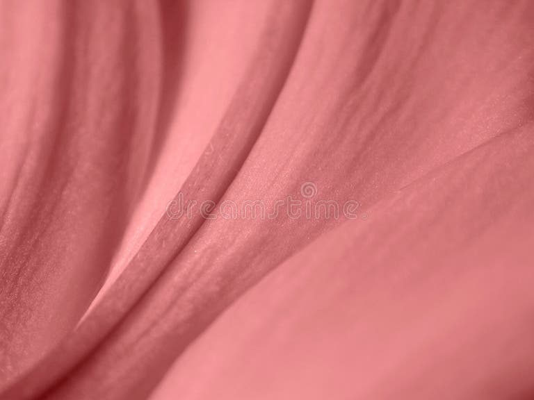 Sensual Rose Petals Texture Stock Image - Image of colors, detail: 95561