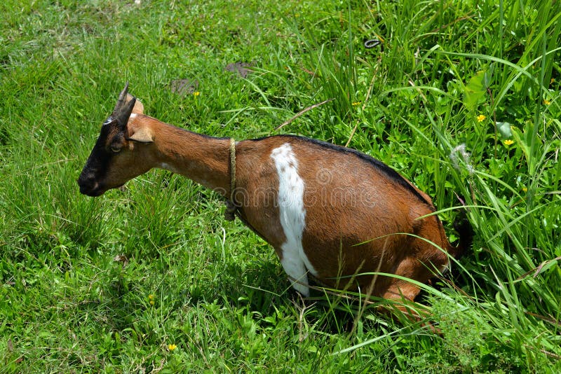 Sentada De La Cabra De Brown Foto de archivo - Imagen de campo ...
