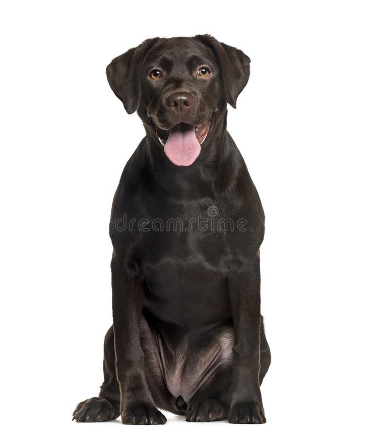 Perro Labrador Sentado Frente a Una Cascada Imagen de archivo - Imagen ...