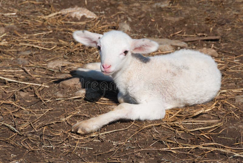 Sentada Del Cordero Del Bebé Imagen de archivo - Imagen de newborn ...