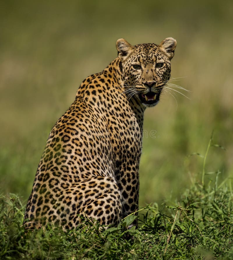 Sentada Del Leopardo, Rugiendo, Pardus Del Panthera Foto de archivo ...