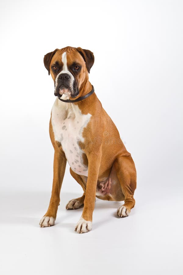 Sentada Del Perro Del Boxeador Imagen de archivo - Imagen de cervatillo ...