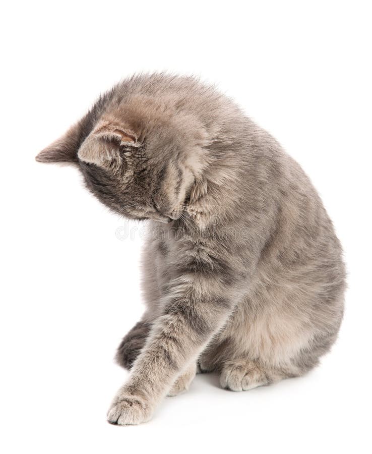 Sentada gris del gato imagen de archivo. Imagen de felino - 49581539