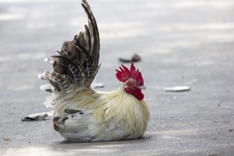 Pollo pequeno japonés imagen de archivo. Imagen de plumas - 3246195