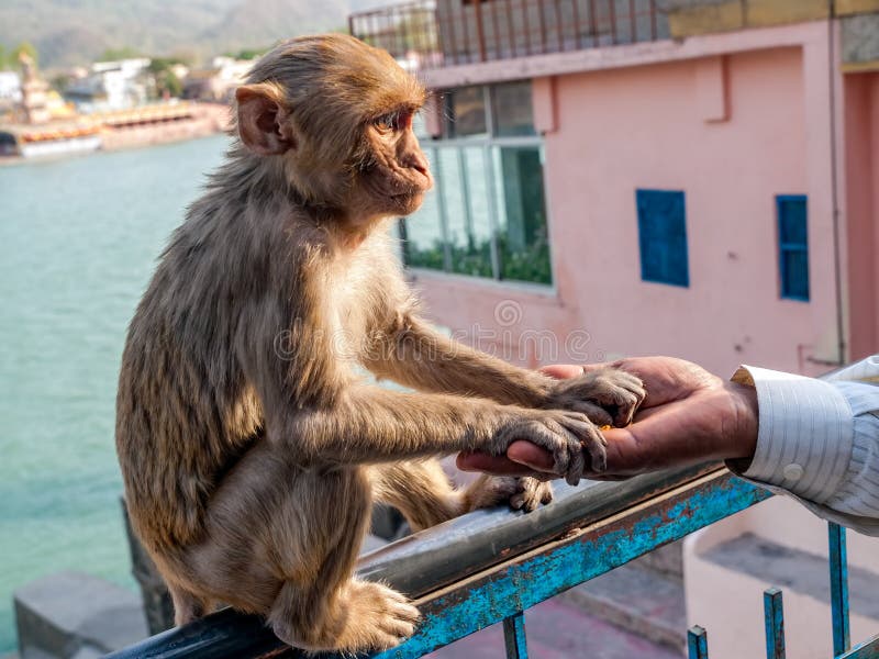 Manos Que Ensamblan Del Ser Humano Y Del Mono Imagen de archivo ...