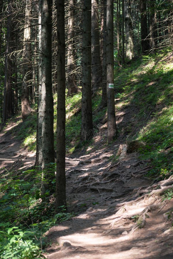 Sentier Forestier Dans Les Carpates Photo stock - Image du stupéfier ...