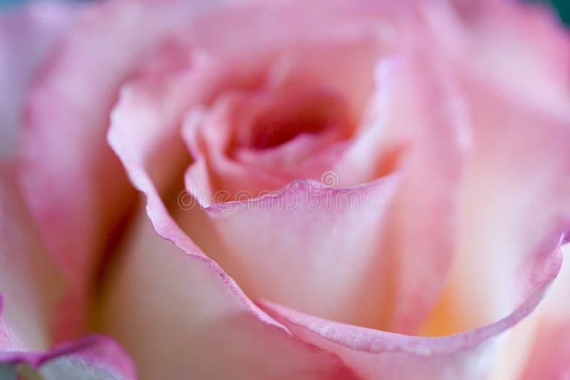 Sentimento cor-de-rosa imagem de stock. Imagem de flor - 969839