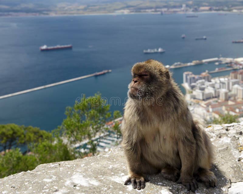 Monkey Sentinel Stock Photos - Free & Royalty-Free Stock Photos from ...