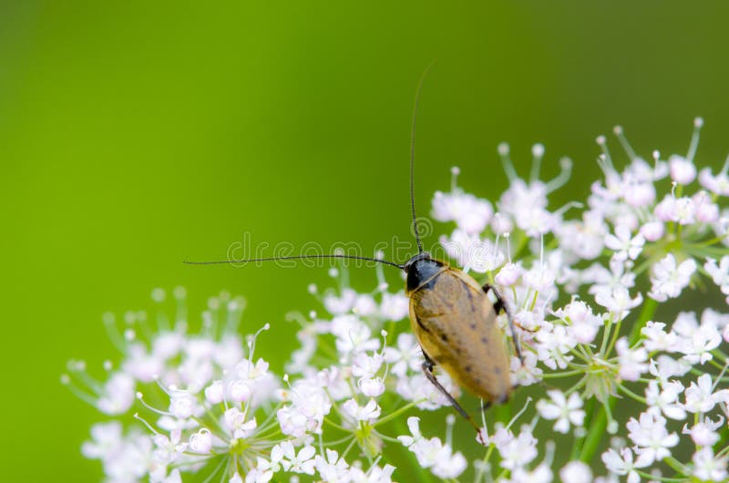 Sentinel bug stock photo. Image of stems, close, antenna - 34243184