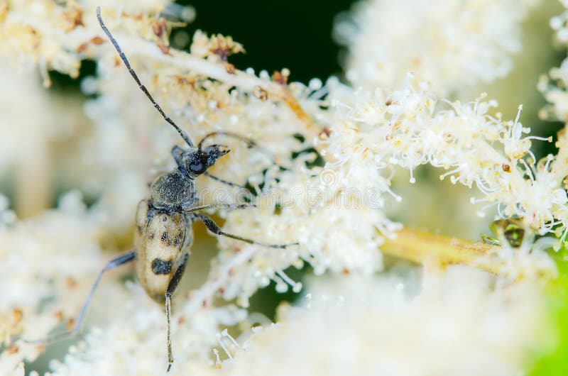 Sentinel bug 2 stock image. Image of stems, nature, sentinel - 34243213