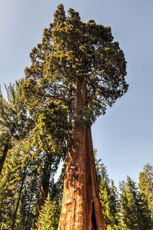 Sentinel, Sequoia National Park Stock Photo - Image of sequoiadendron ...