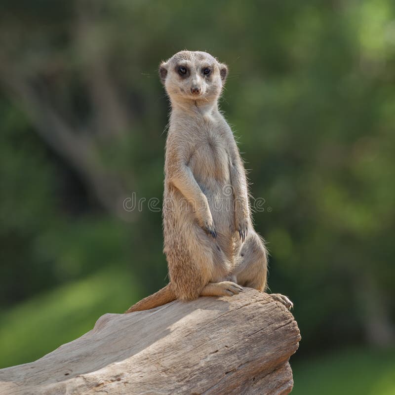 Sentinel stock image. Image of animal, african, wildpark - 49408399