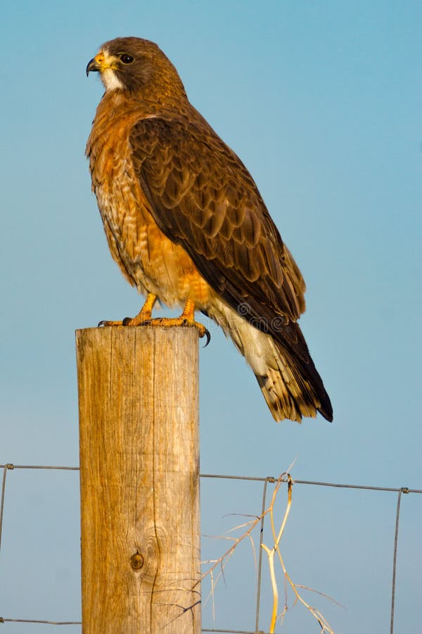 Sentinel stock image. Image of hawk, bird, perch, wildlife - 97452057
