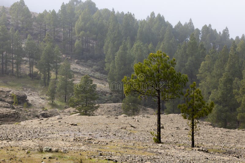 The Sentinel Trees: Guarding the Misty Forest Stock Image - Image of ...