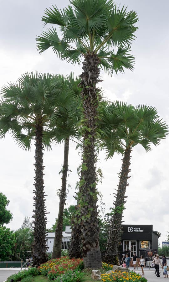 Sentosa Park Along Beach, Singapore, March 15 2019 Editorial Stock ...