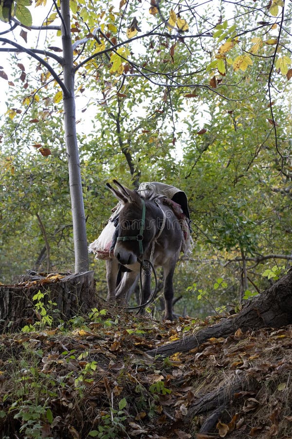 Sentyab Village Uzbekistan a Donkey between Trees with Saddle Ready To ...
