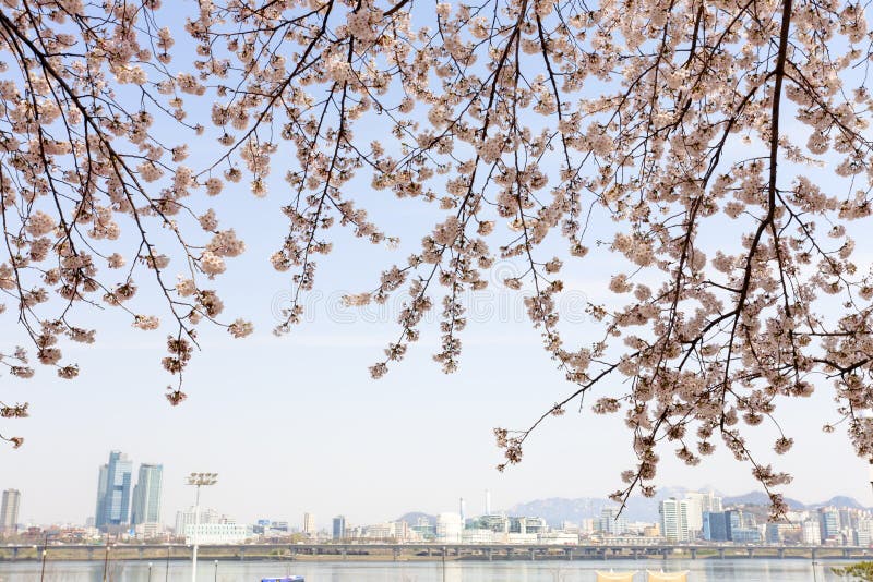 Seoul spring stock photo. Image of beauty, cherry, flower - 30700716