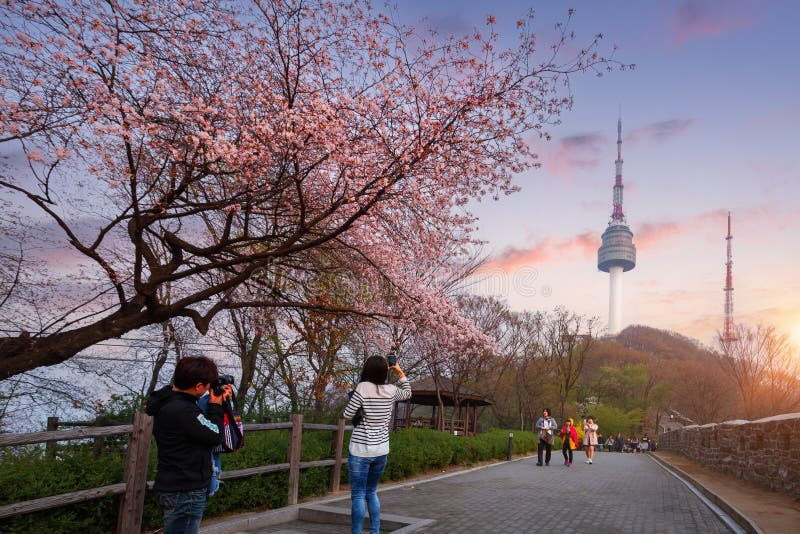 Seoul Tower in Spring with Cherry Blossom Tree in Full Bloom, South ...