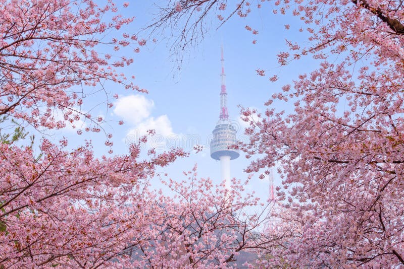 Seoul Tower in Spring with Cherry Blossom Tree in Full Bloom, South ...