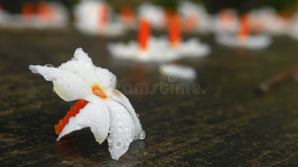 Sepalika Flower stock photo. Image of northern, thailand - 15062800