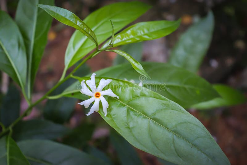Sepalika Flower in the Garden Stock Image - Image of blooming, produce ...