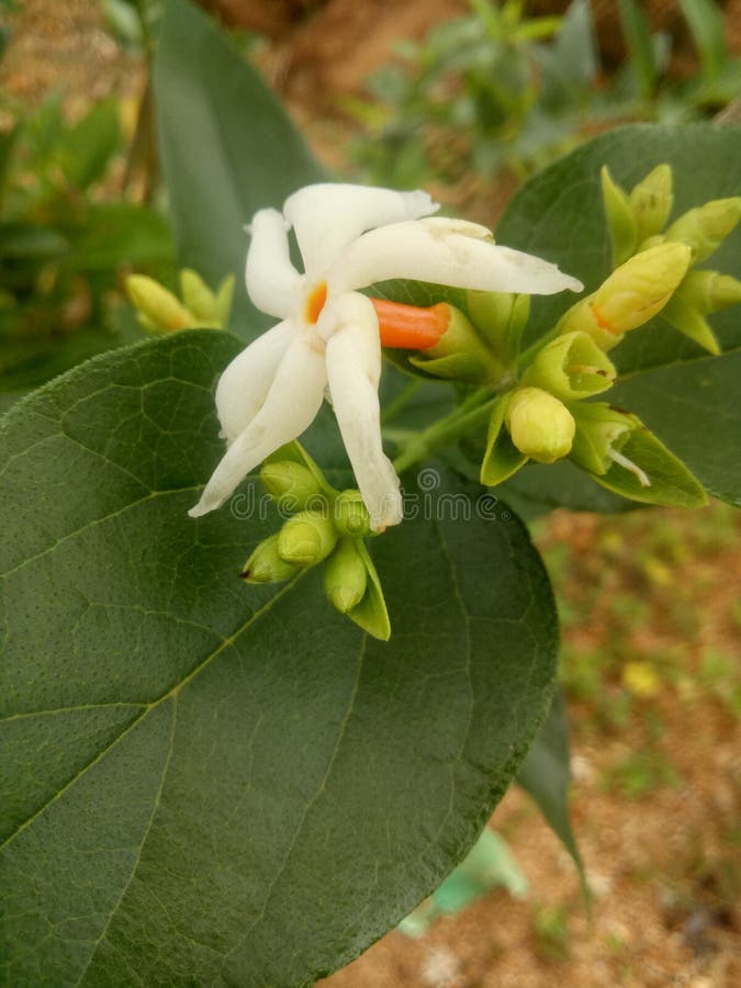 Sepalika flower srilanka stock photo. Image of garden - 251688052