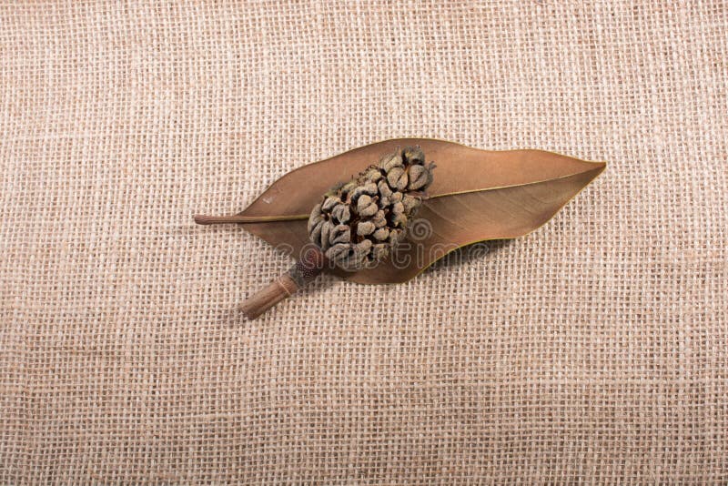 Separate Dry Leaf, Pod and Cone in View Stock Photo - Image of cone ...