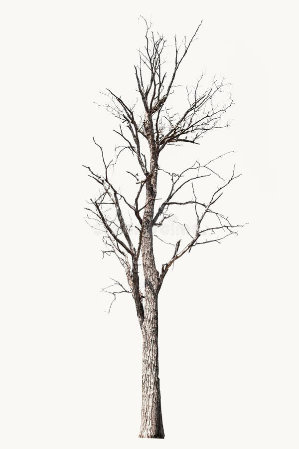 Artistic Dwarf of Dry Tree Isolated on White Background Stock Image ...