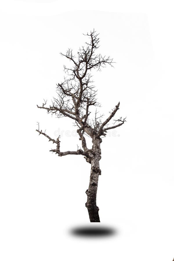Barren Tree on Isolated Background Stock Image - Image of natural ...