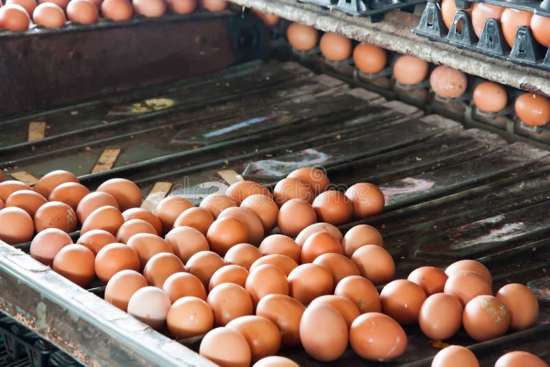 Eggs production line stock photo. Image of modern, production - 11841700