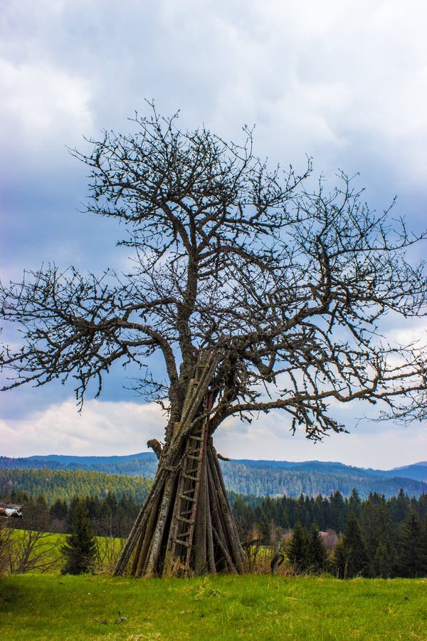 Tree Root Ladder Stock Photos - Free & Royalty-Free Stock Photos from ...