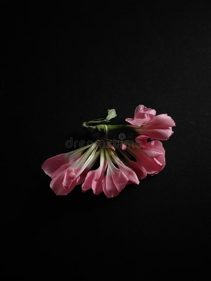 Separated Pink Carnation Petals Stock Image - Image of carnation, green ...