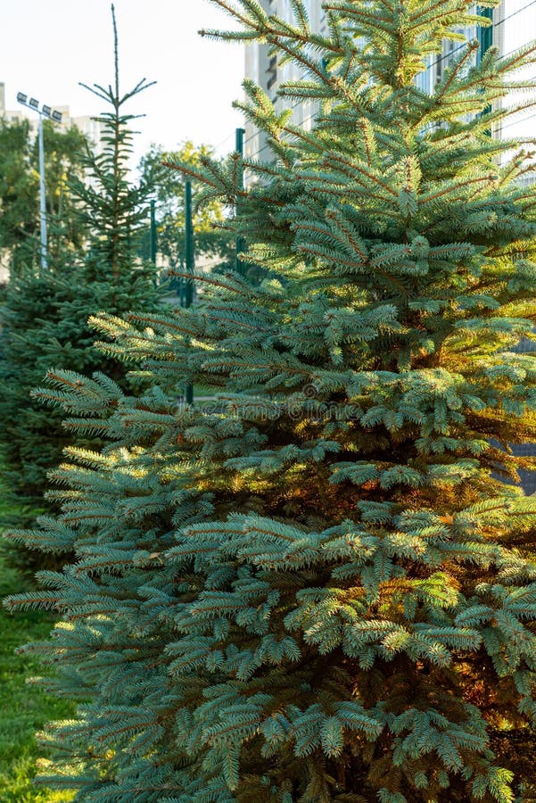 Separately Growing Conifer in the Park. Large Coniferous Stock Photo ...
