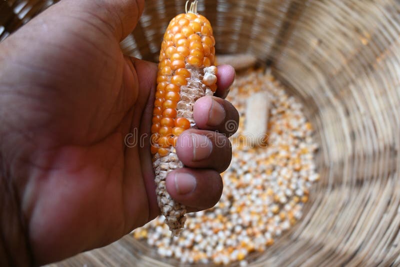 Separating Corn Seeds from Corn Cobs. Stock Photo - Image of grain ...