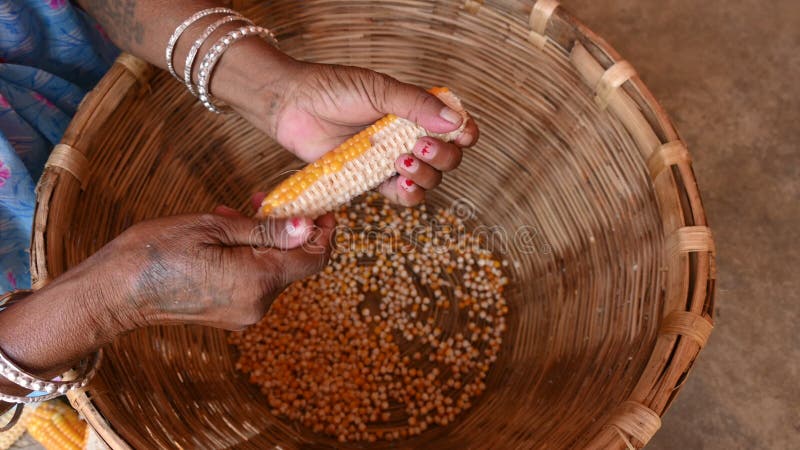 Separating Corn Seeds from Corn Cobs. Stock Video - Video of home, pole ...