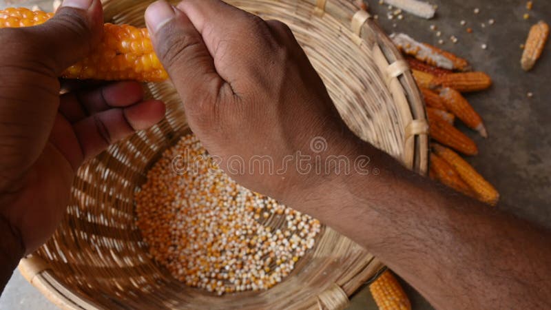 Separating the Corn Cob Leaf Stock Video - Video of ingredient ...