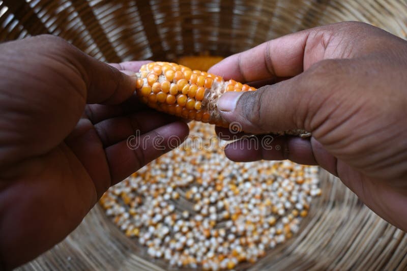 Separating Corn Seeds from Corn Cobs. Stock Image - Image of sweet ...