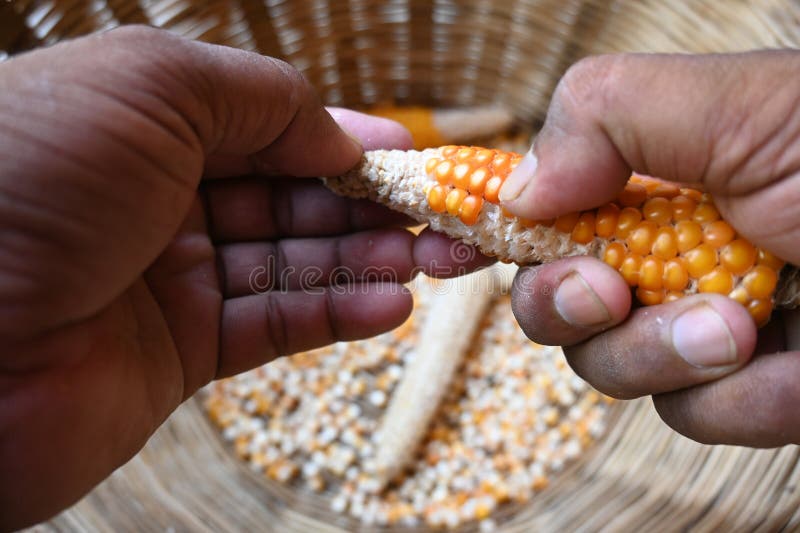 Separating Corn Seeds from Corn Cobs. Stock Photo - Image of hand ...