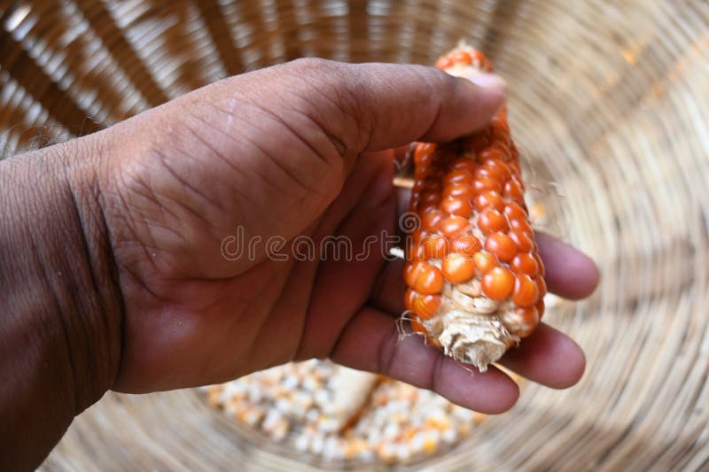 Separating Corn Seeds from Corn Cobs. Stock Photo - Image of farming ...