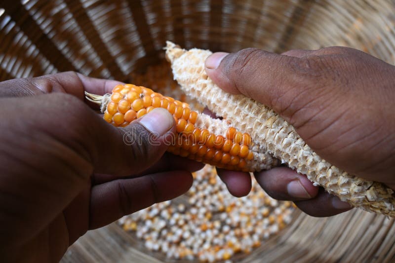 Separating Corn Seeds from Corn Cobs. Stock Photo - Image of maize ...