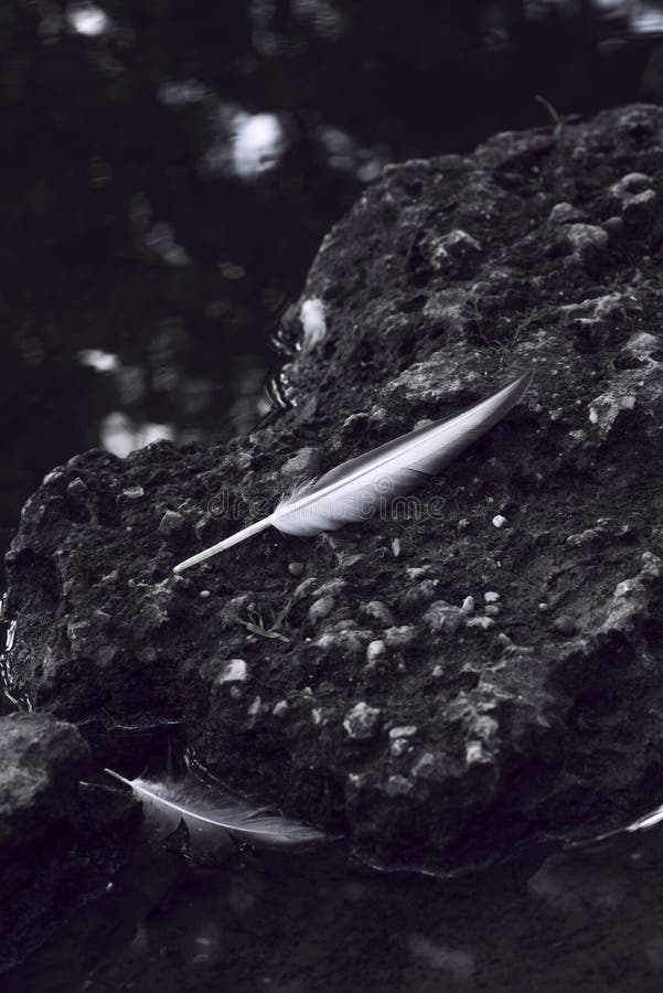 A Seperate Feather on a Rock Stock Image - Image of lake, common: 235391365