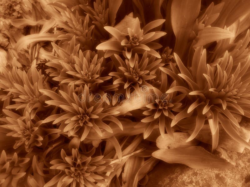 Sepia background stock image. Image of neutral, bright - 113255711